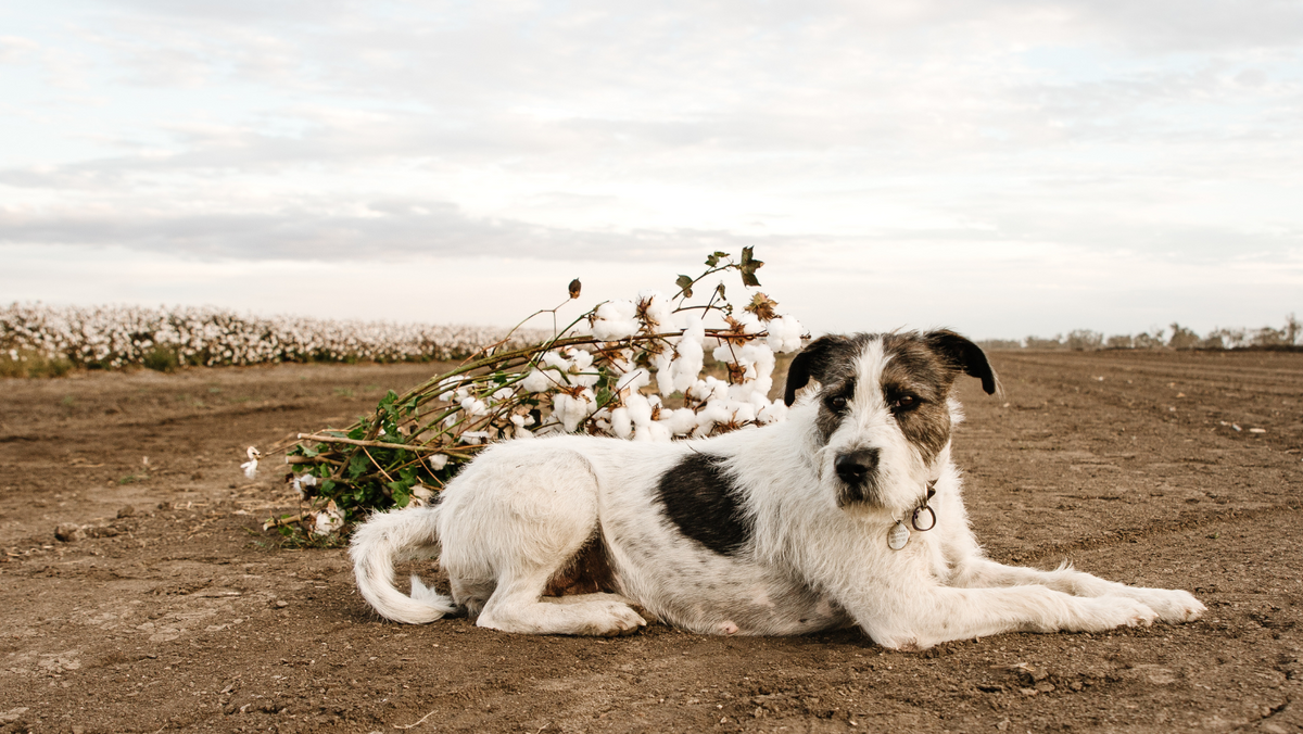 Happy International Dog Day with Booma – Goondiwindi Cotton